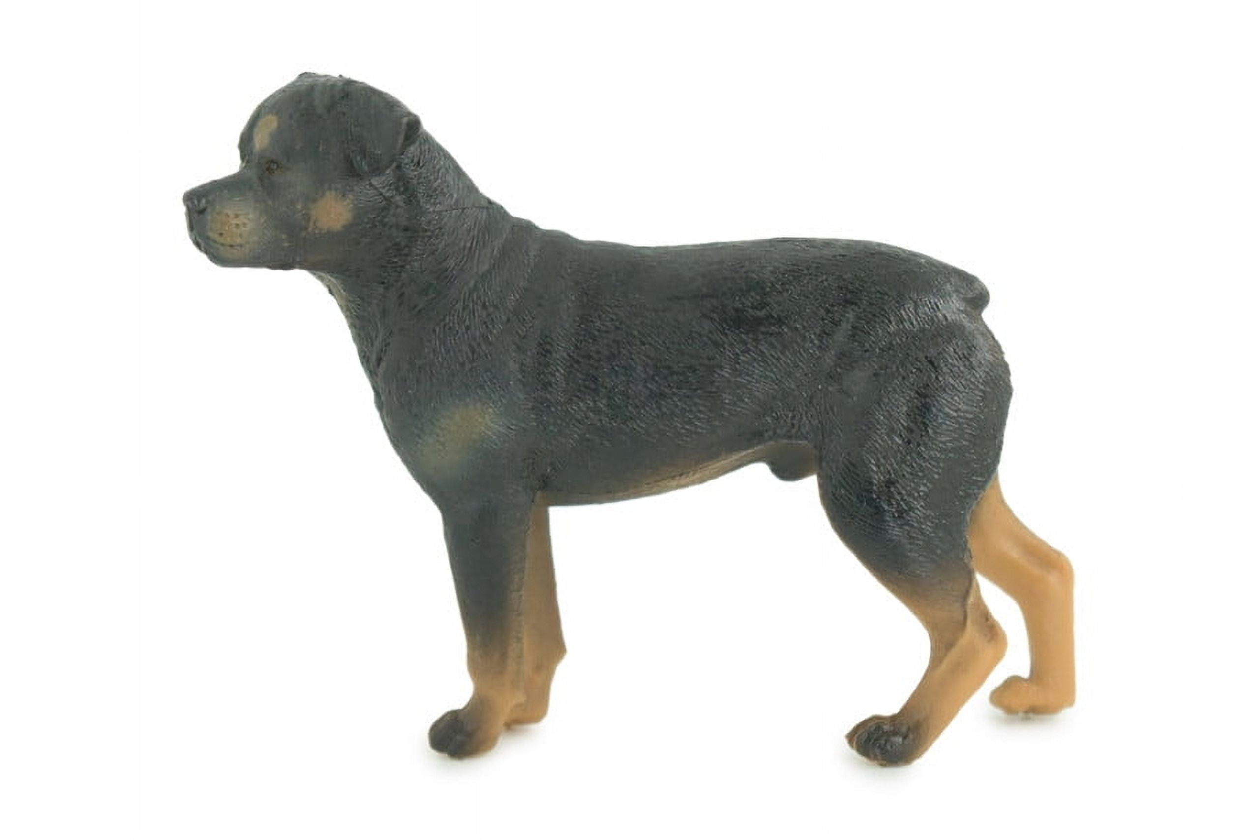 Rottweiler Dog, Educational, Museum Quality, Rubber Canine, Hand ...