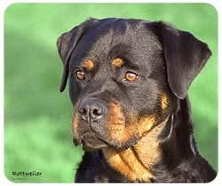 Rottweiler Mousepad: Electronics - Walmart.com