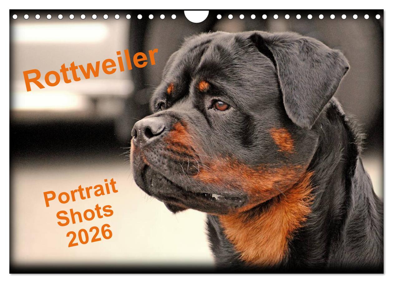 Rottweiler Portait Shots 2026 (Wall Calendar 2026 DIN A4 Landscape ...