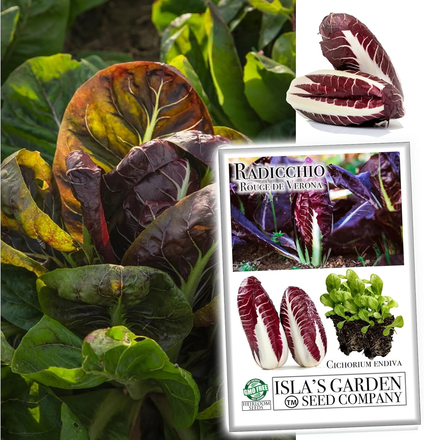 Rouge De Verona Radicchio Seeds (Cichorium endiva) – 500+ Heirloom Non ...