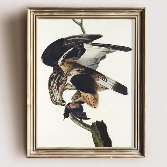 Rough-Legged Falcon From Birds Of America (1827) By John James Audubon ...