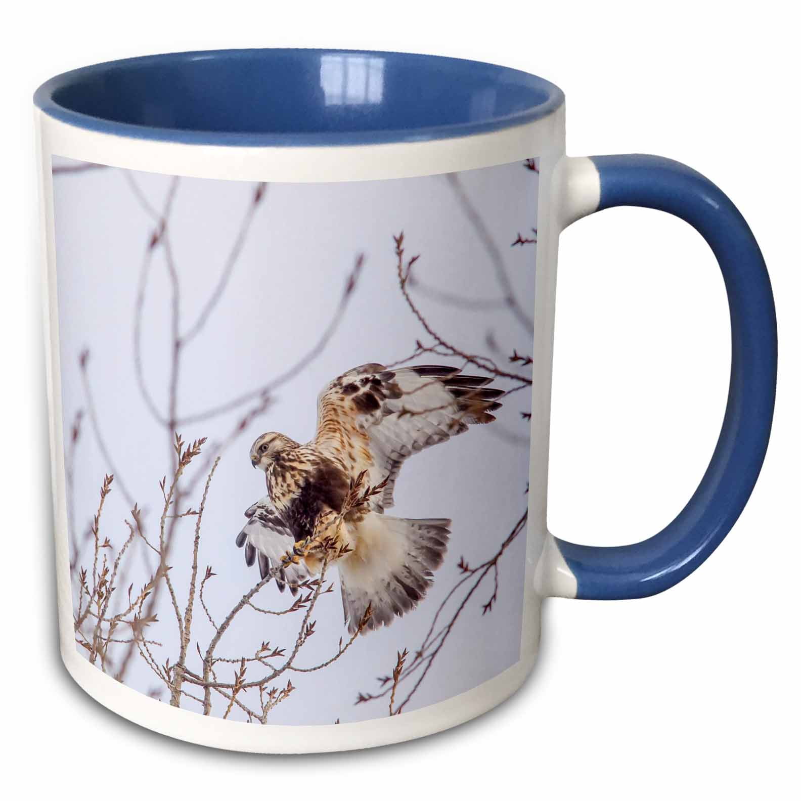Rough-legged hawk in winter in the Flathead Valley, Montana, USA 11oz ...