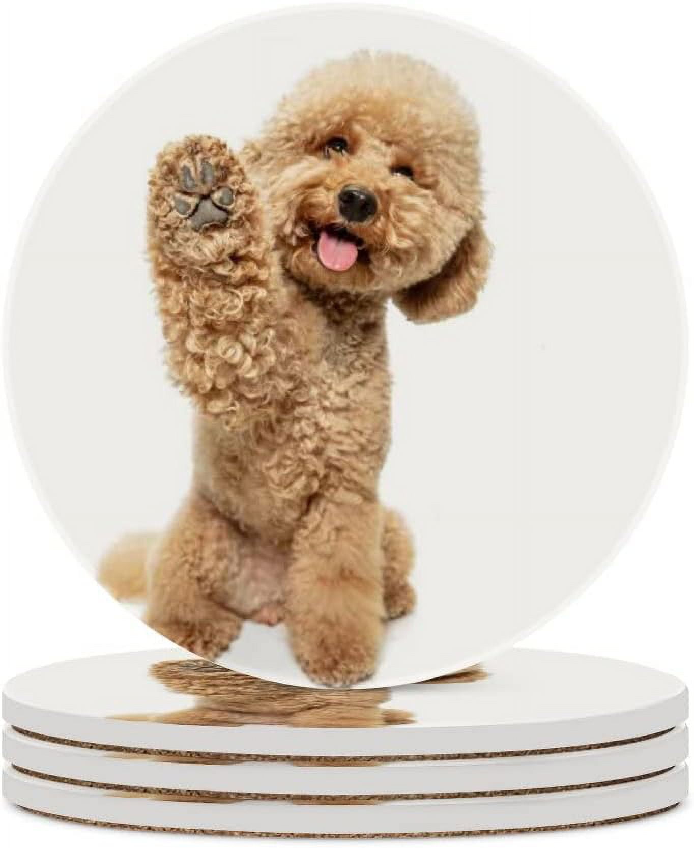 Round Drink Coasters, 6 Pcs Cute Puppy of Maltipoo Dog Posing Absorbent ...