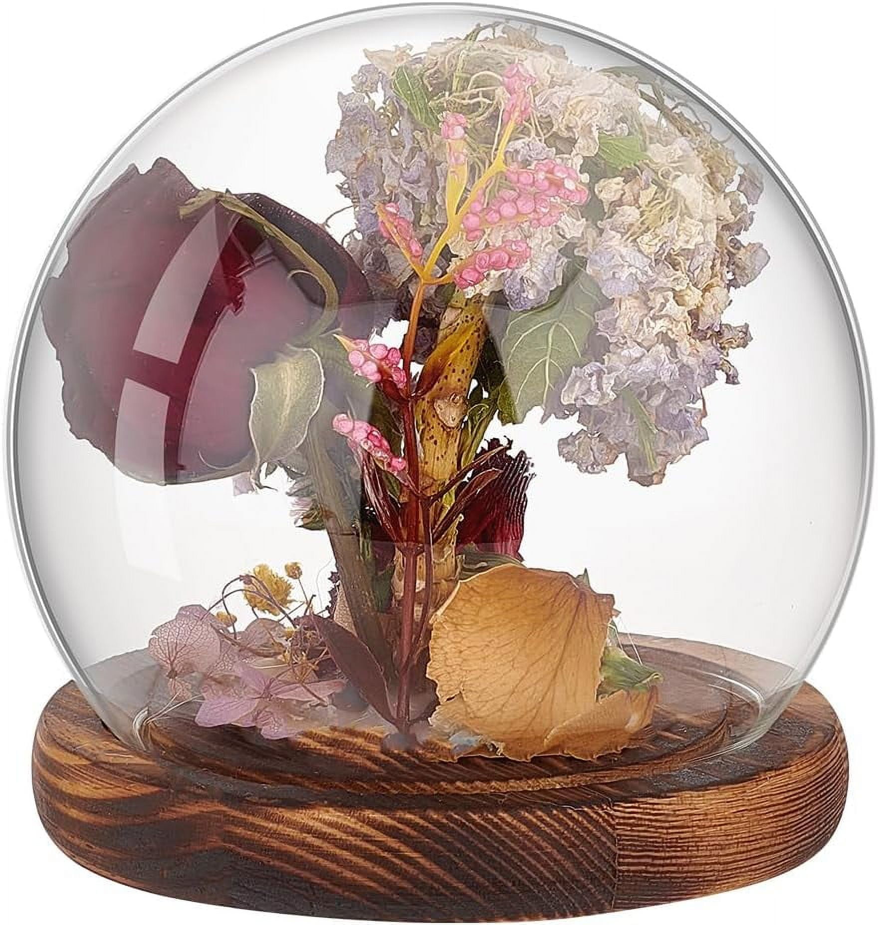 Round Glass Dome Cover Decorative Display Case Cloche Bell Jar ...