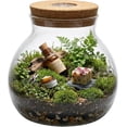 Round Glass Jar Terrarium Succulentm, Glass Terrarium Planter with Cork ...