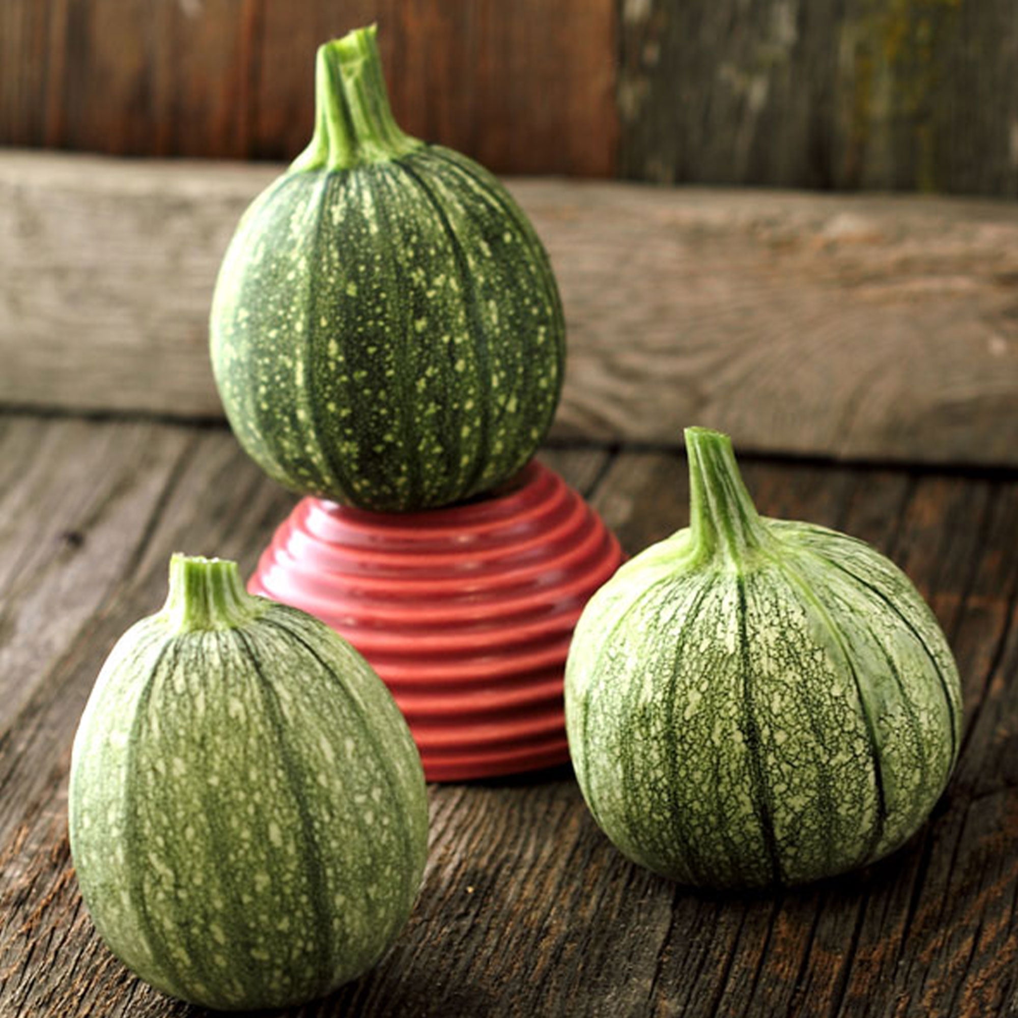 Round Zucchini Seeds - 4 g ~33 Seeds - Heirloom, Open Pollinated, Non ...