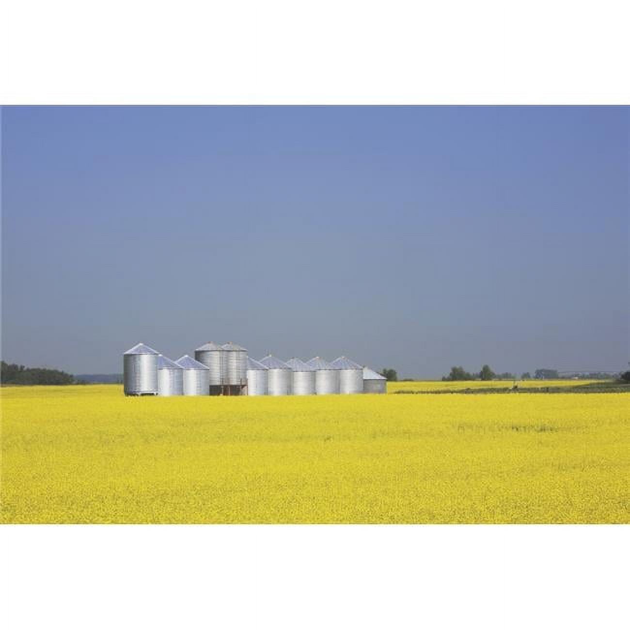 Row of Metal Grain Bins In Canola Field Alberta Canada Poster Print ...