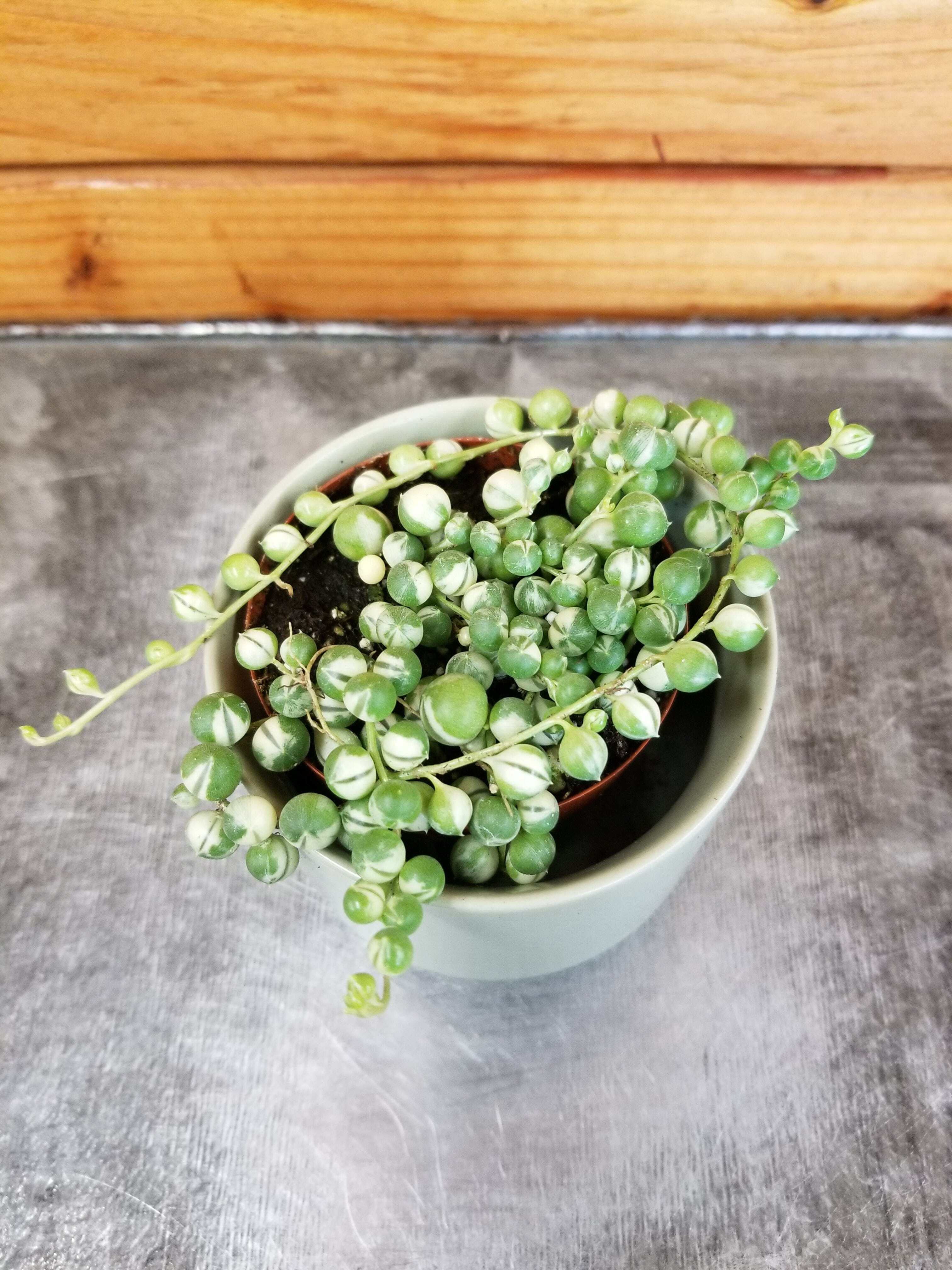 Rowleyanus String of Pearls Marble, 2" Plant, The Plant Farm - Walmart.com