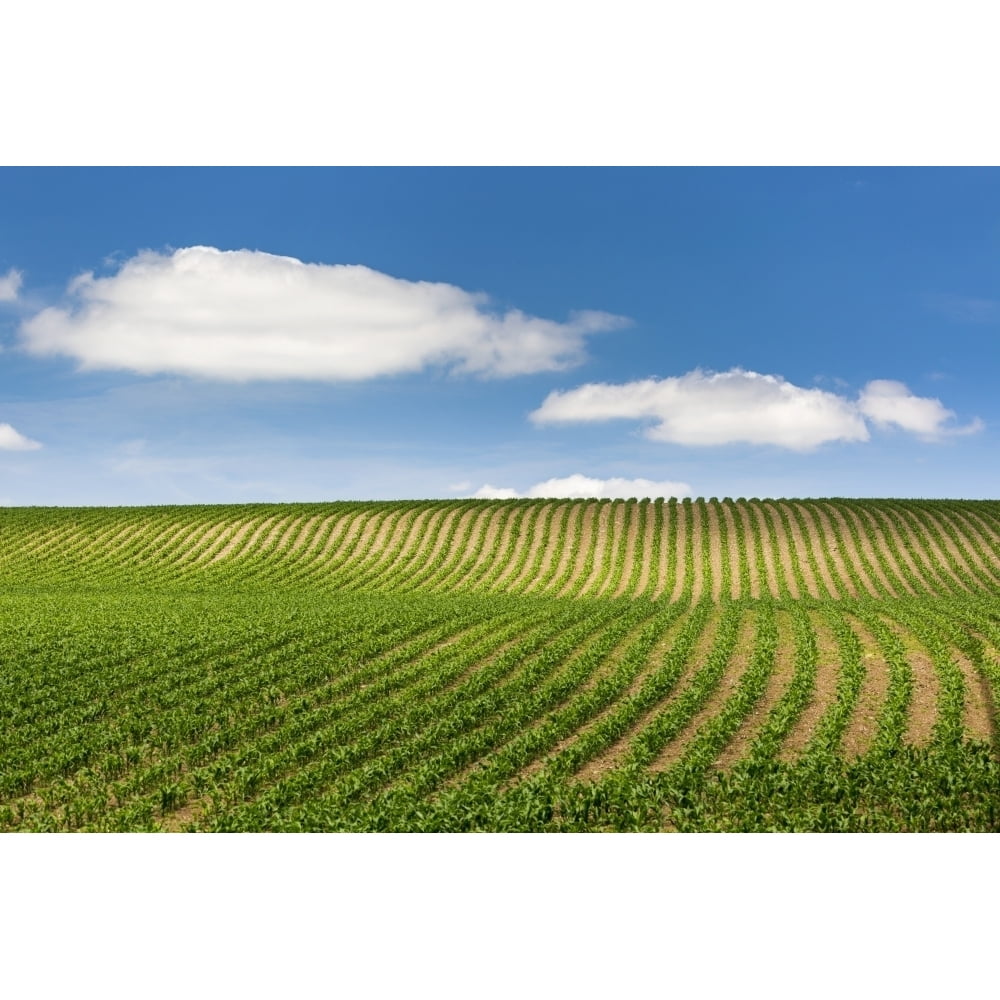 Rows of a corn field on a hilly slope with blue sky and clouds; Glomel ...