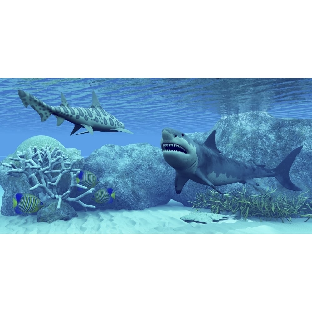 Royal Angelfish try to hide from a Great White Shark and a Leopard ...