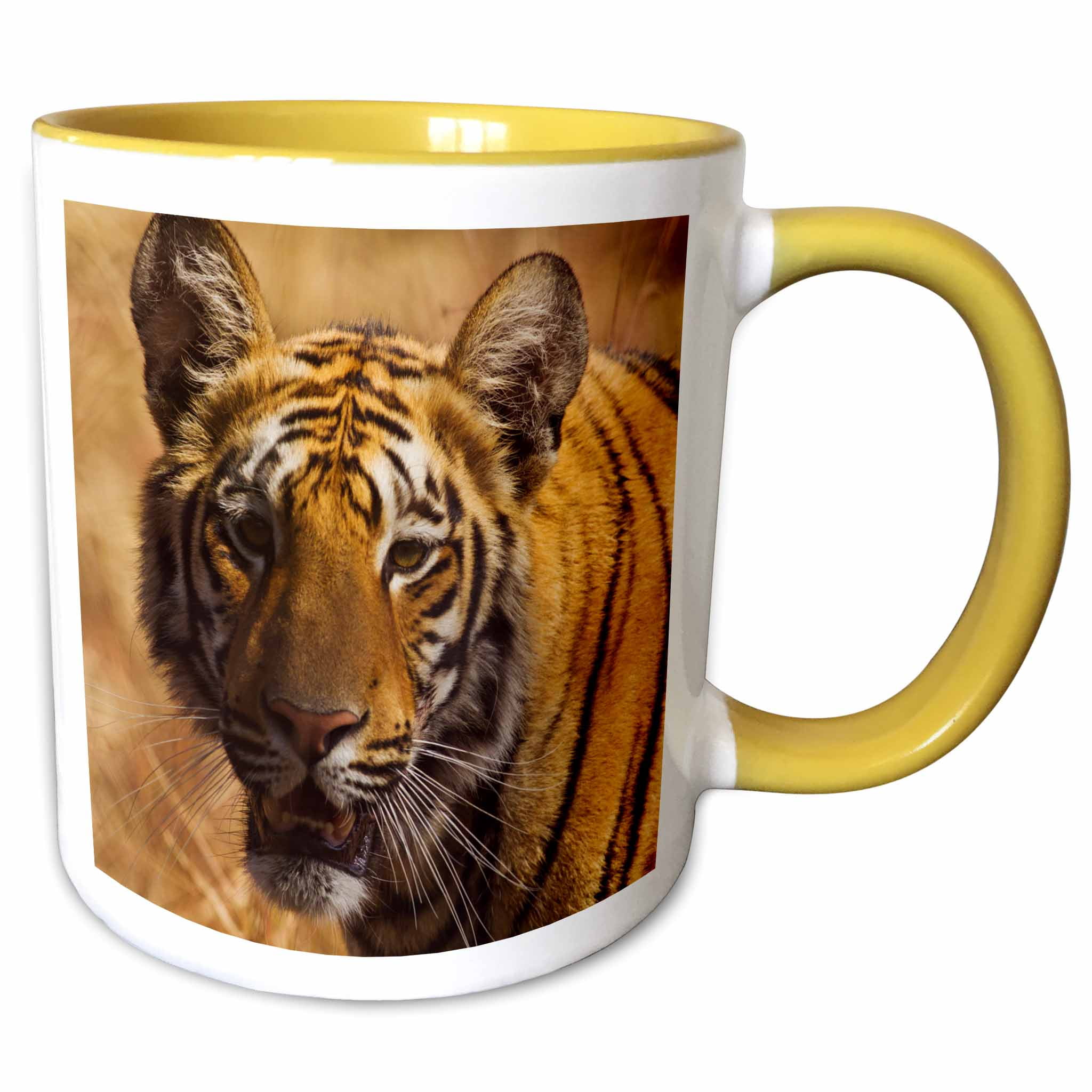 3drose, Royal Bengal Tiger, a Close Up, Tadoba Andheri Tiger Reserve ...