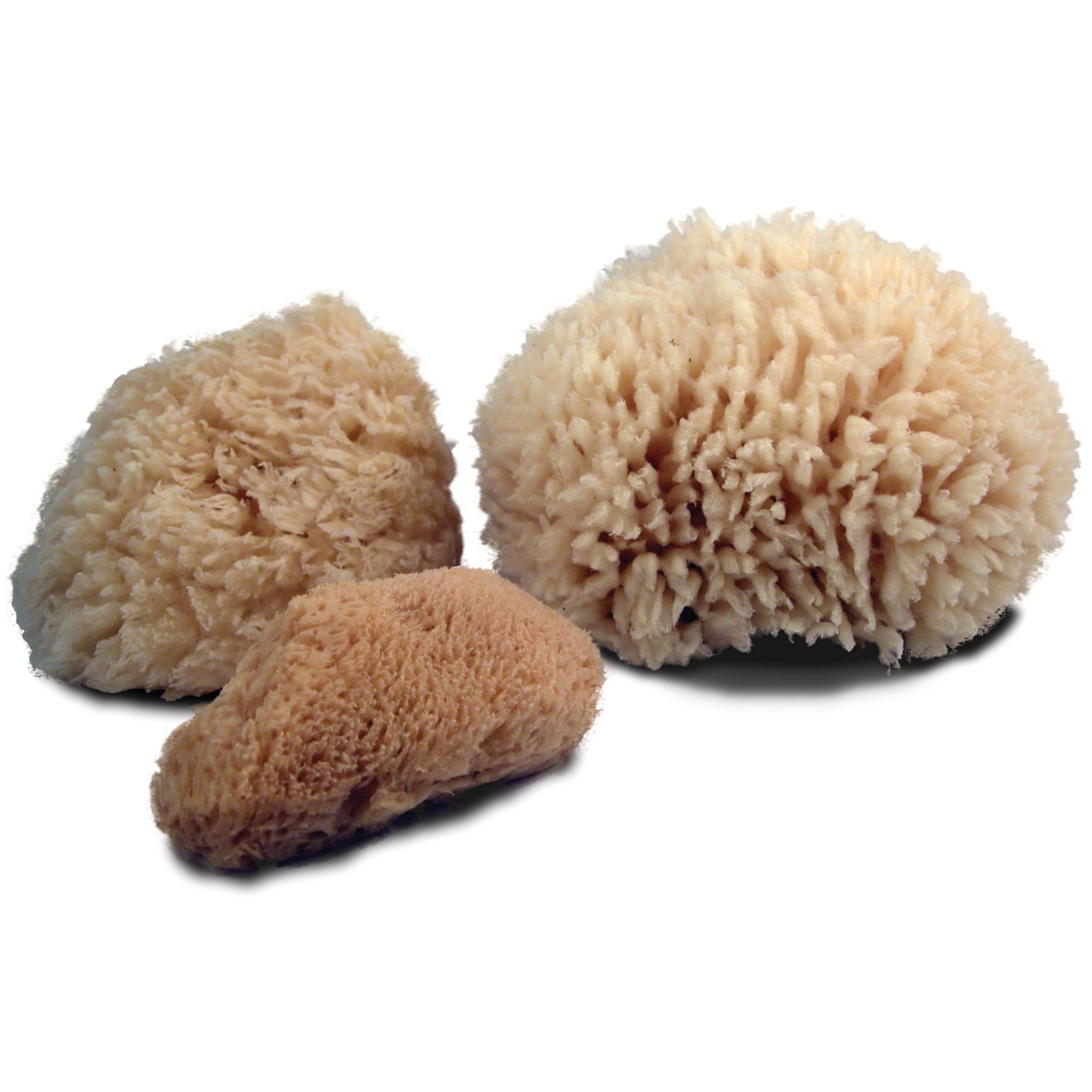 Royal Brush Sea Sponges 6 Pack, Various Sizes for Painting, Crafting ...