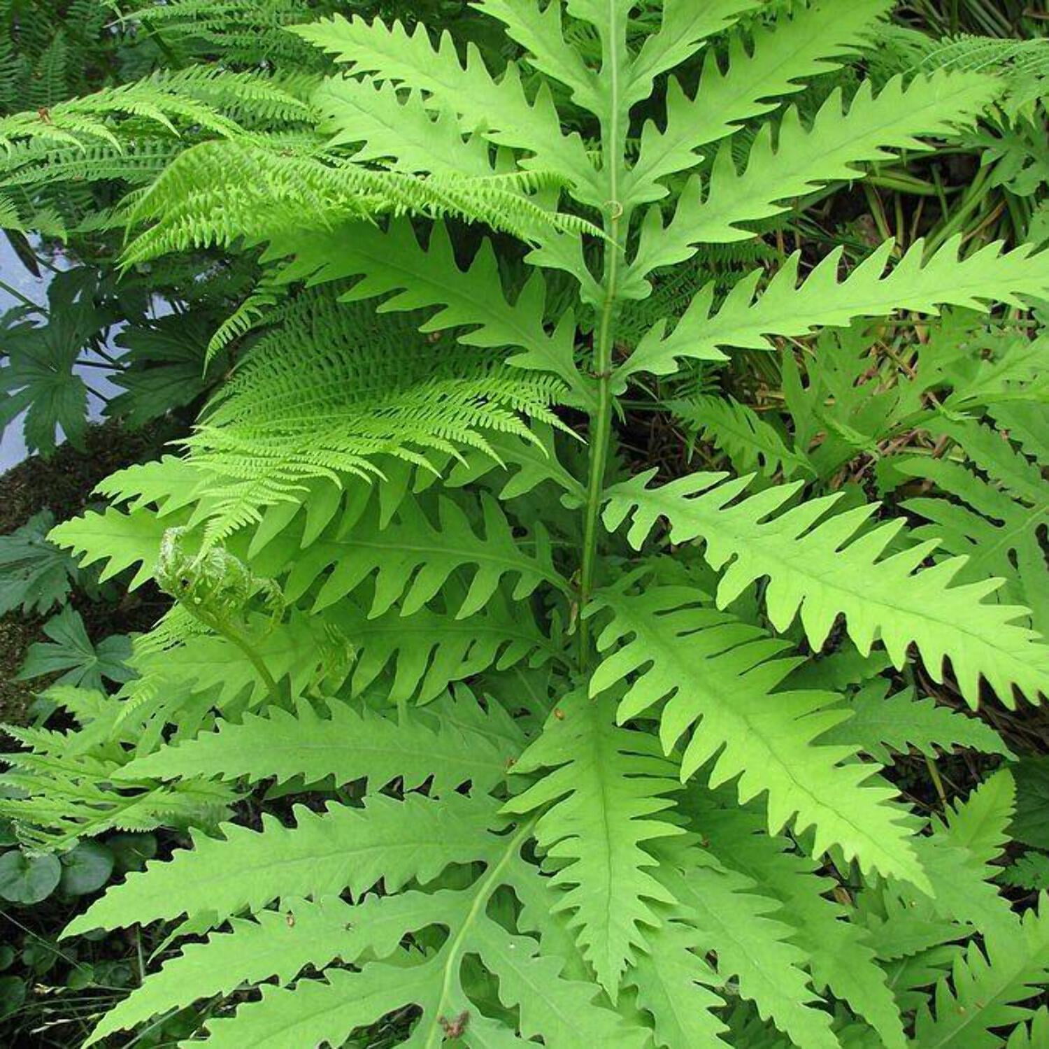 Royal Fern - 3 Gallon Pot, Live Deciduous Fern, Part Sun, Outdoor ...