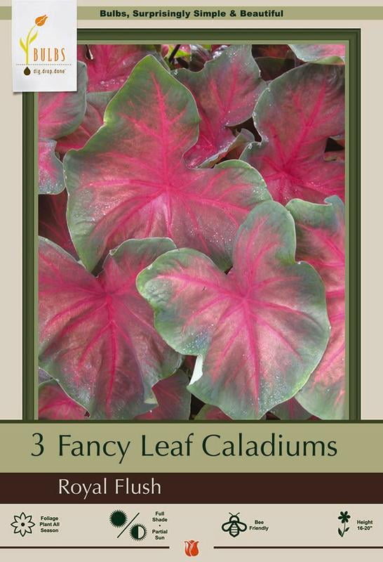 Royal Flush Caladium 3 Bulbs - Magenta / Green - #1 Size Bulbs ...