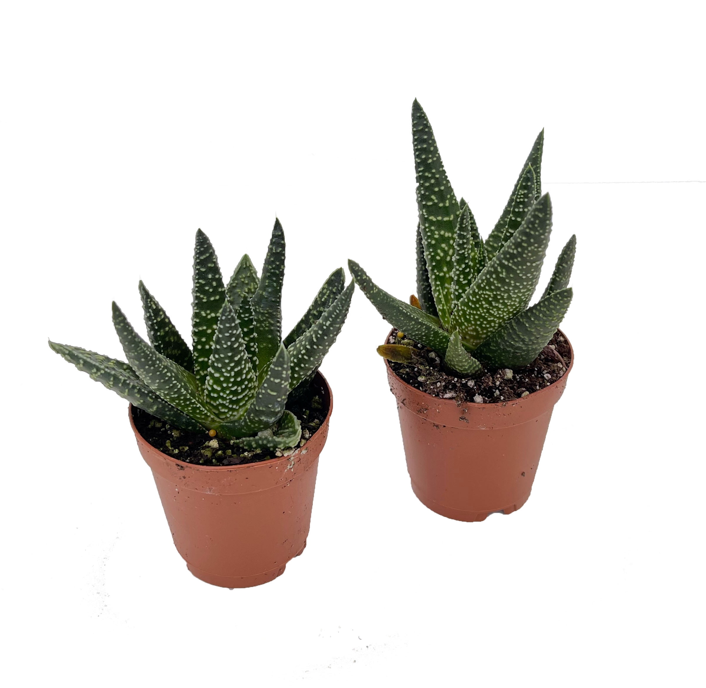 Royal Highness Haworthia - 2 pack in 2" Pots - Walmart.com