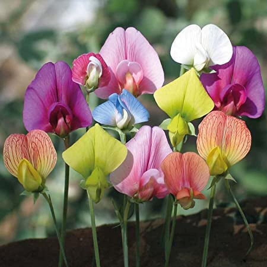 Royal Mix Sweet Pea Seeds for Planting - Stunning Color and Very ...