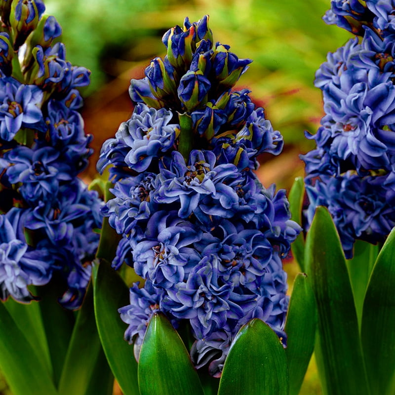 Royal Navy Double Hyacinth Flower Bulbs - 6 Bulbs per Pack - Pleasantly ...