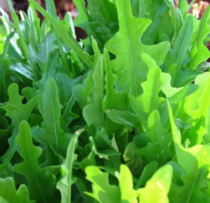 Royal Oakleaf Lettuce Salad Premium Seed Packet - Walmart.com