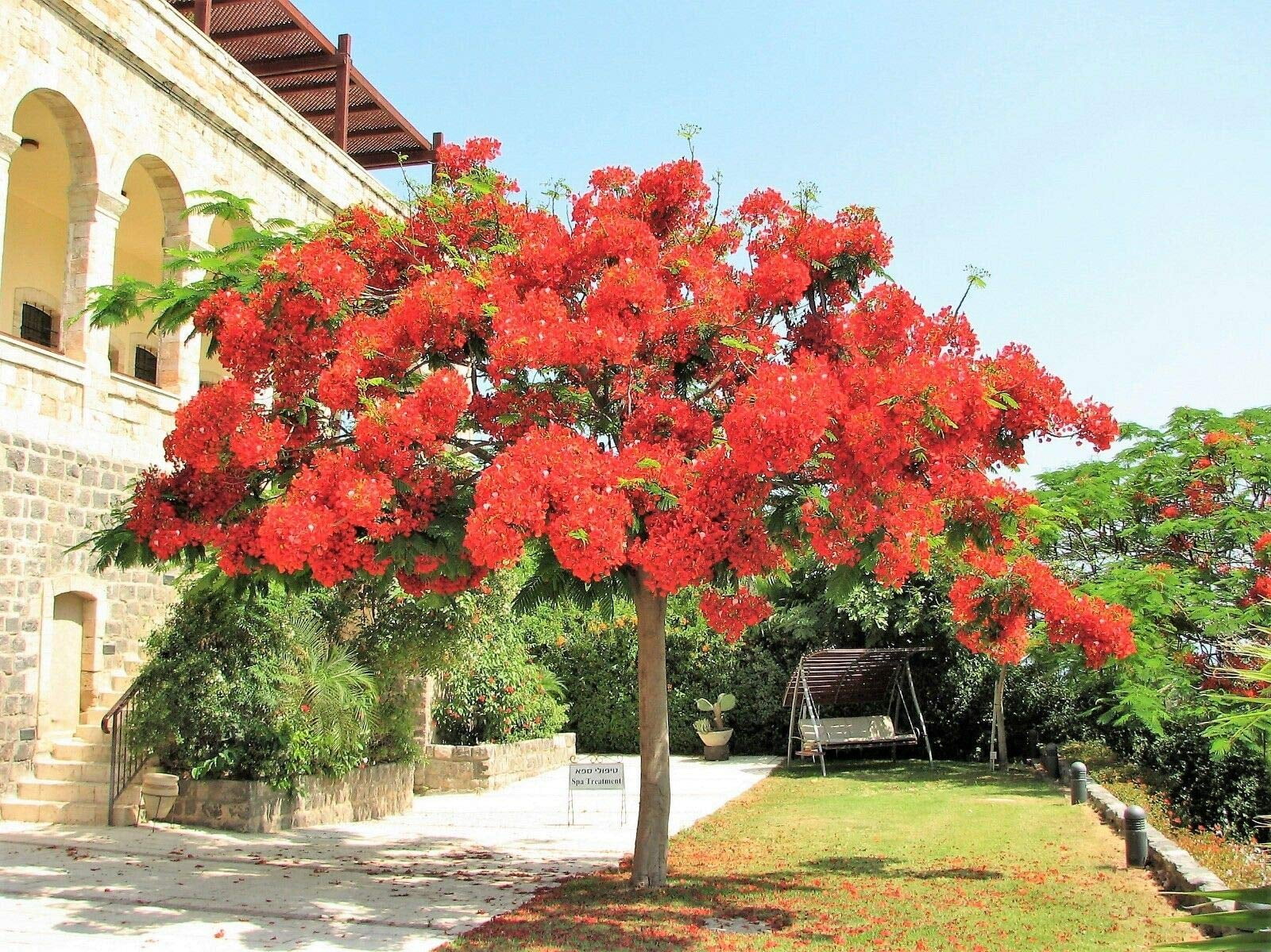Jocadew 10 Royal Poinciana Tree Delonix Regia Plant Seeds - Walmart.com