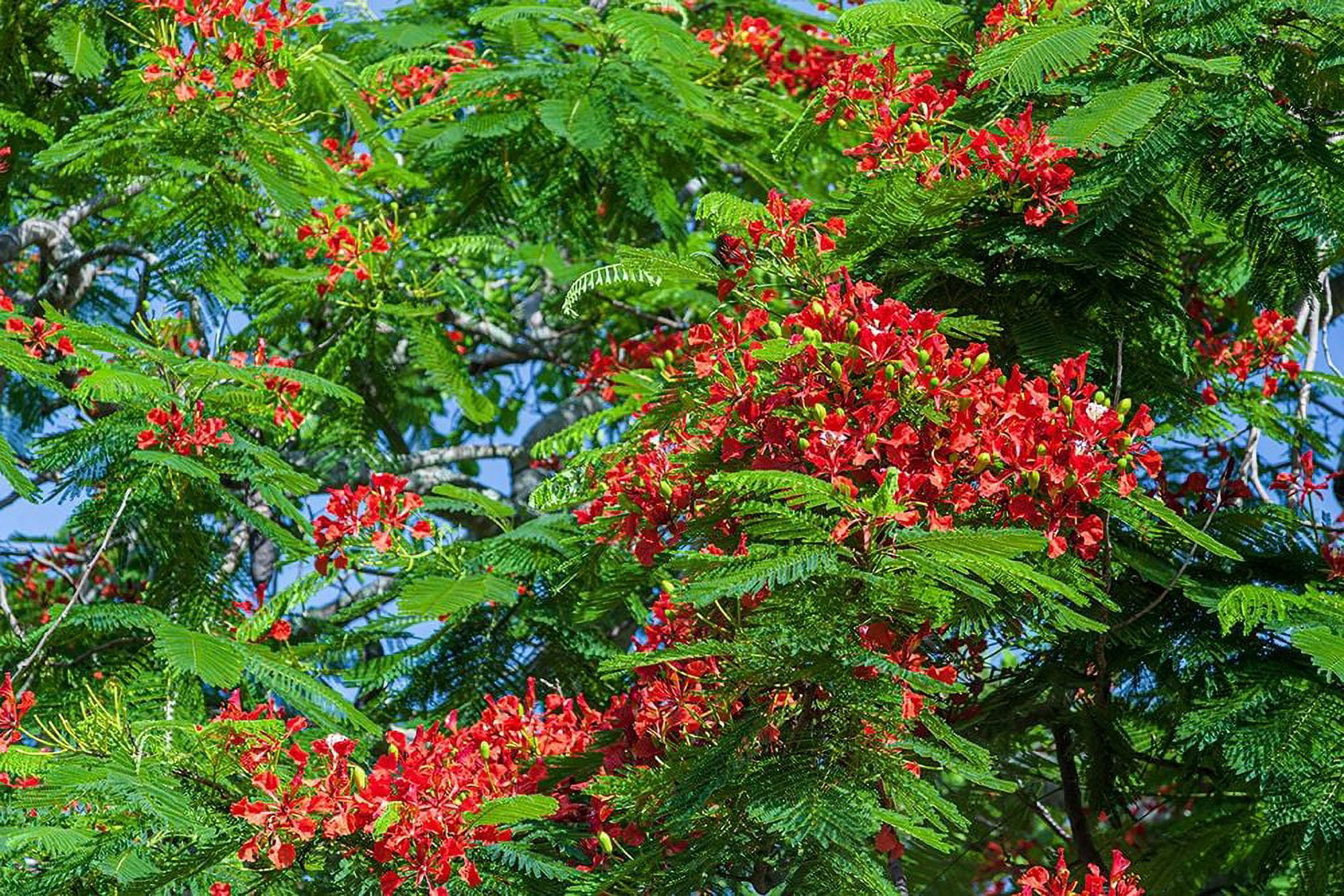 Royal Poinciana tree produces beautiful red flowers by Larry Richardson ...