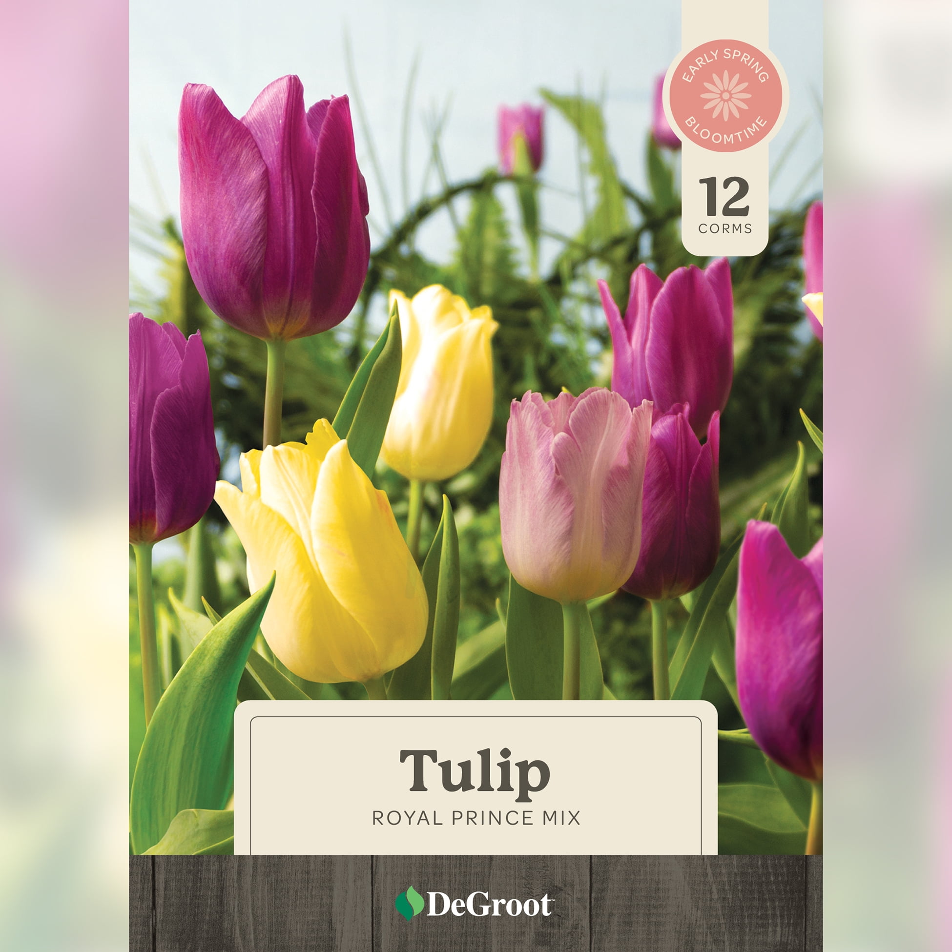 Royal Prince Tulip Bulb Mix, 12 count - Walmart.com