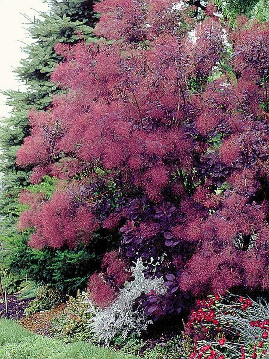 New Life Nursery Royal Purple Smokebush Tree, Deciduous, 10-15' Tall ...