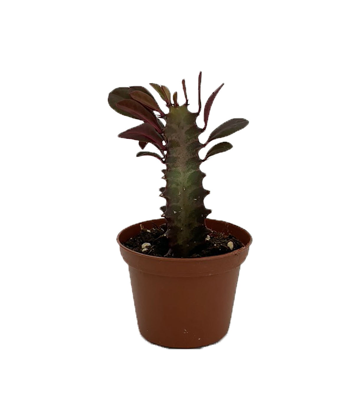 Royal Red African Milk Tree - Euphorbia trigona - 2.5" Pot - Walmart.com