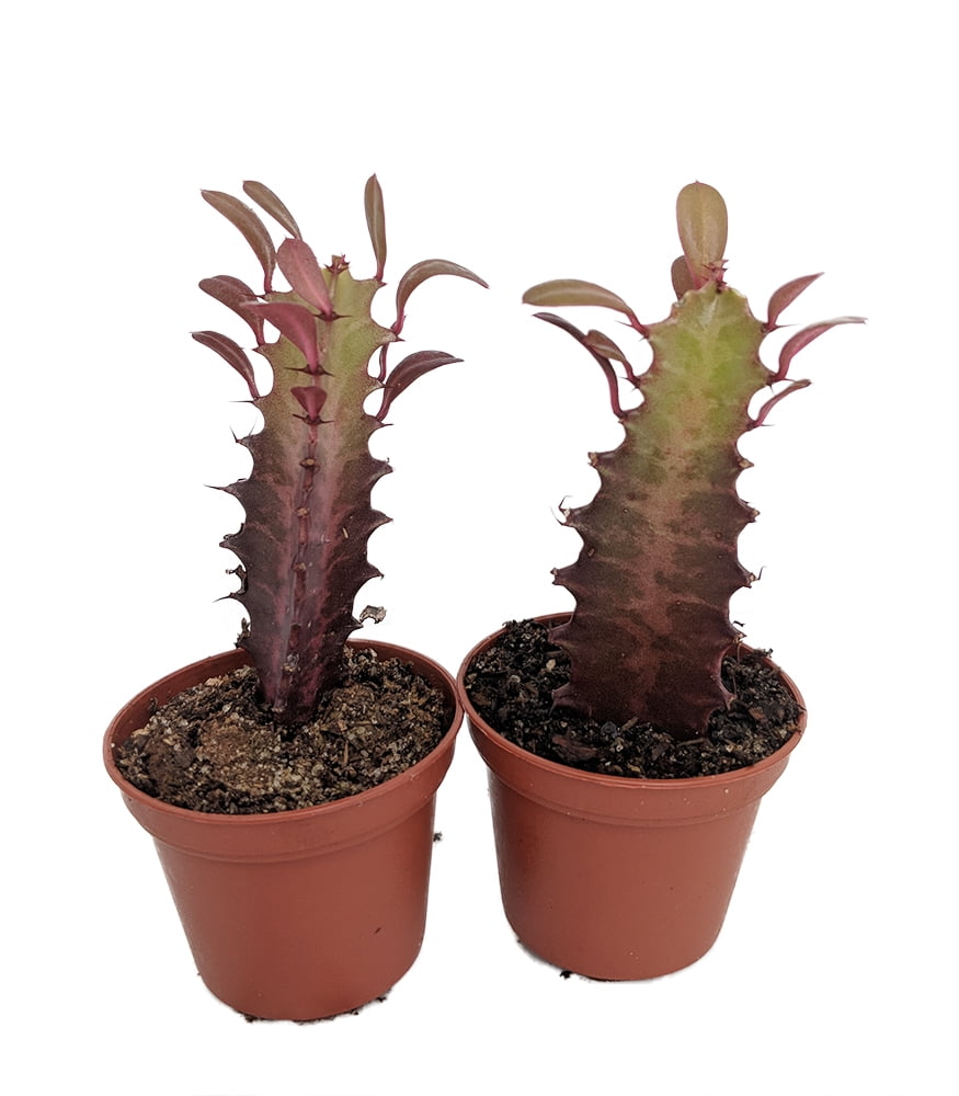 Royal Red African Milk Tree - Euphorbia trigona - 2 Pack 2" Pots ...