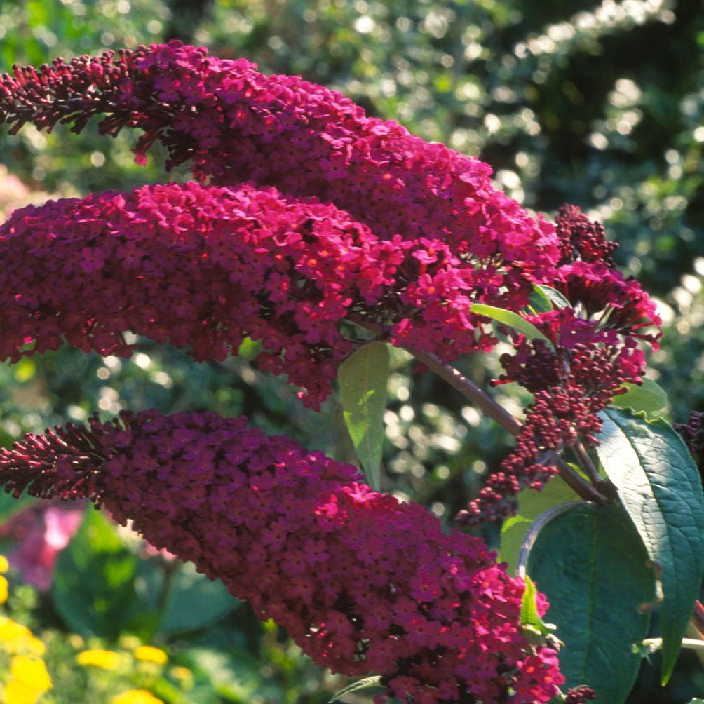 Royal Red Butterfly Bush - Gallon Pot - Buddleia - Walmart.com