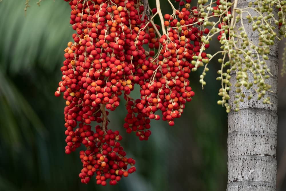 CZ Grain 6 Royal Red Palm Tree Plant Seeds for Planting - Walmart.com