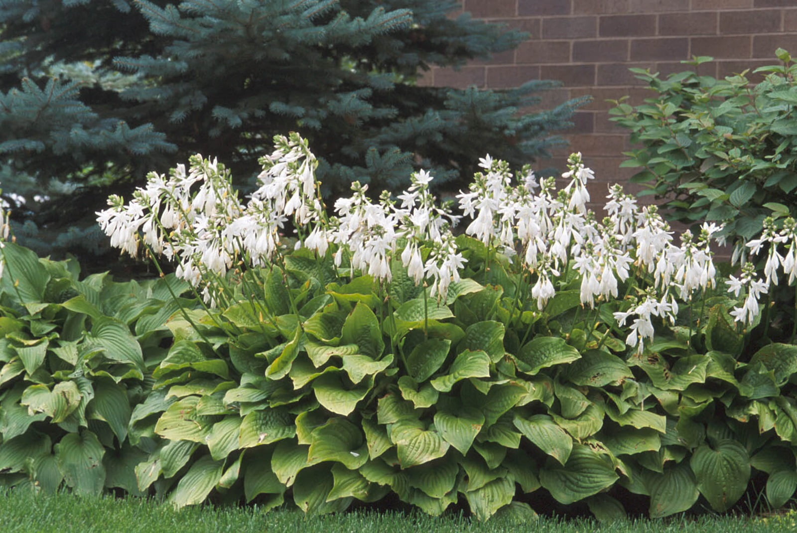 Royal Standard Hosta - Fragrant Blooms - Quart Pot - Walmart.com