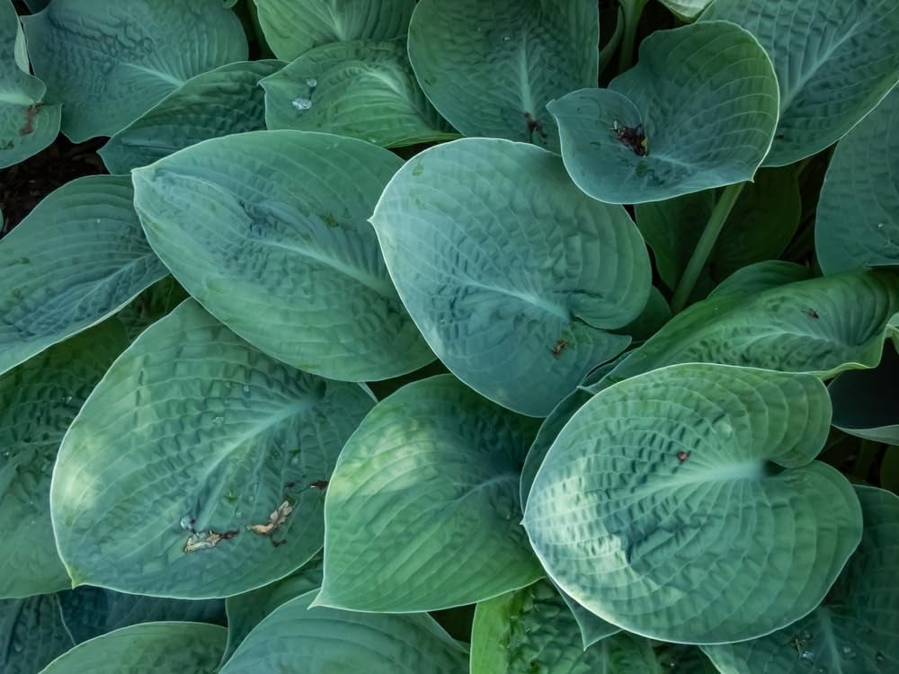 Royal Standard Hosta Plants for Growing - Beautiful Green and Yellow ...