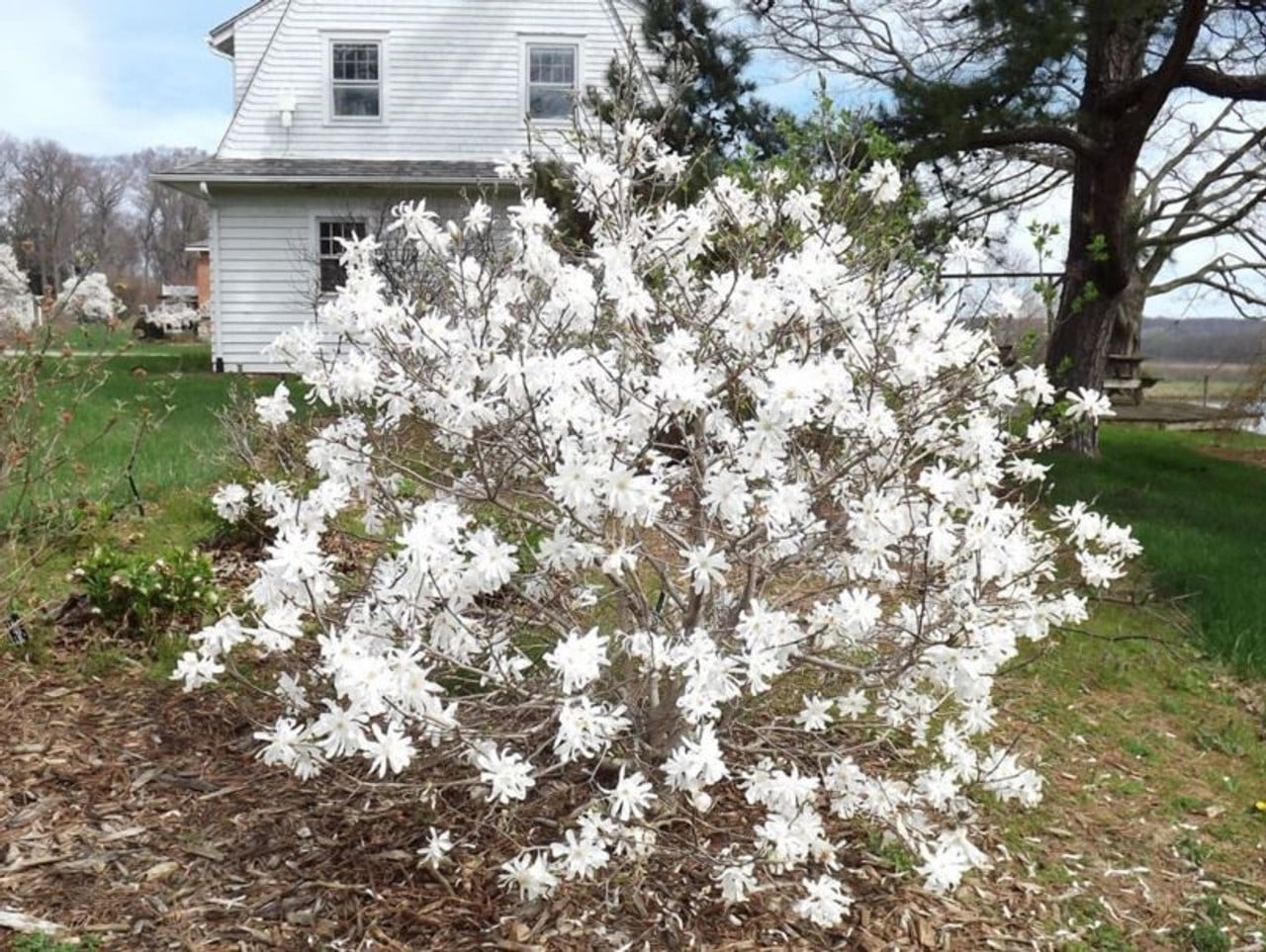 Royal Star Magnolia Tree - Live Plant - ( 1 QT ) - Fragrant White ...