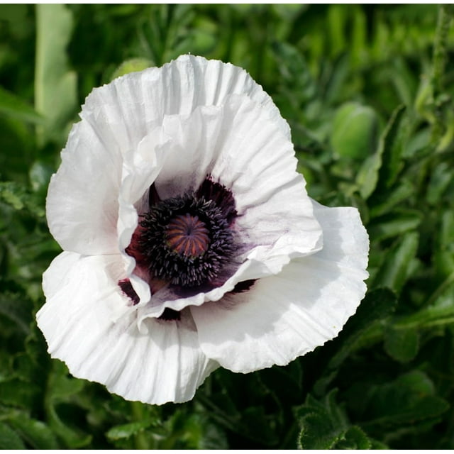 Royal Wedding Oriental Poppy - Papaver - Quart Pot - Walmart.com