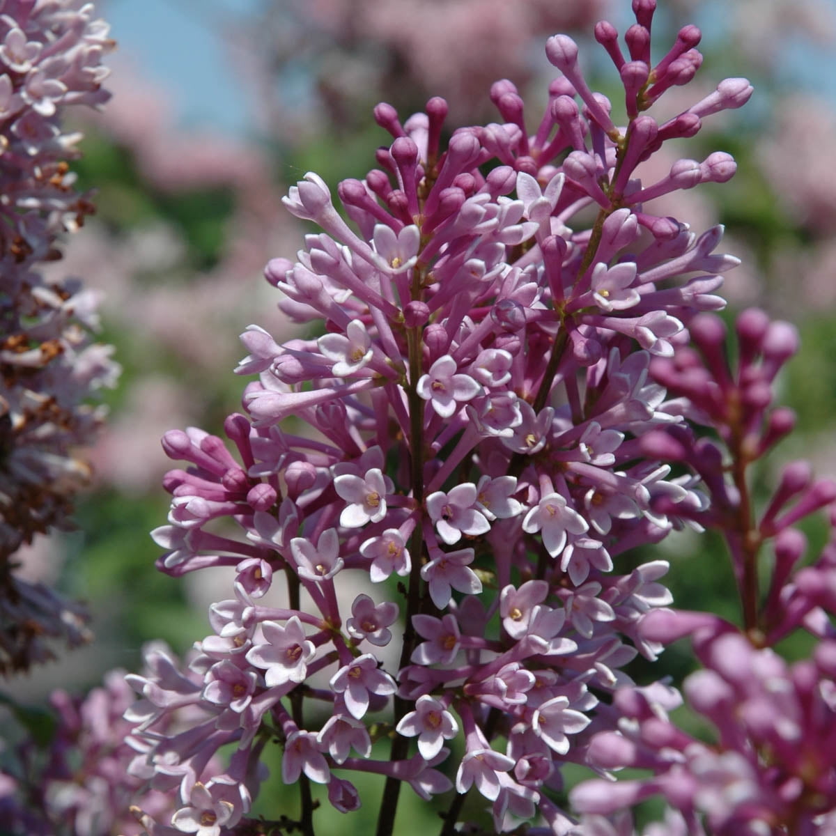 Royalty Lilac Value Starter Hedge Kit Dormant Bare Root Starter Shrubs ...