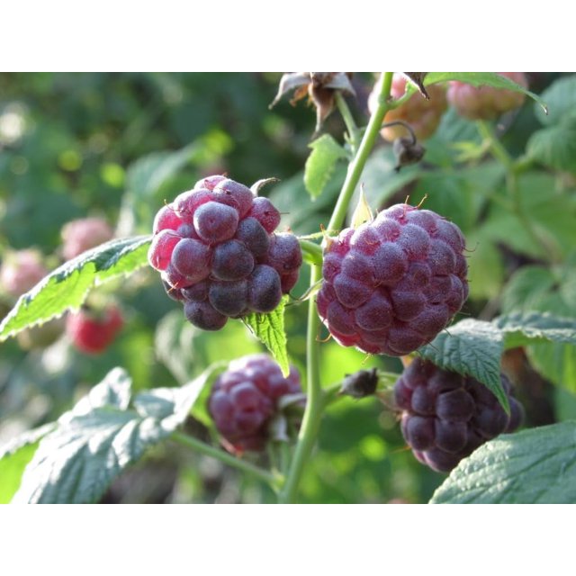 Royalty Purple Raspberry Plants to Grow - Easy to Grow Rooted Plants ...