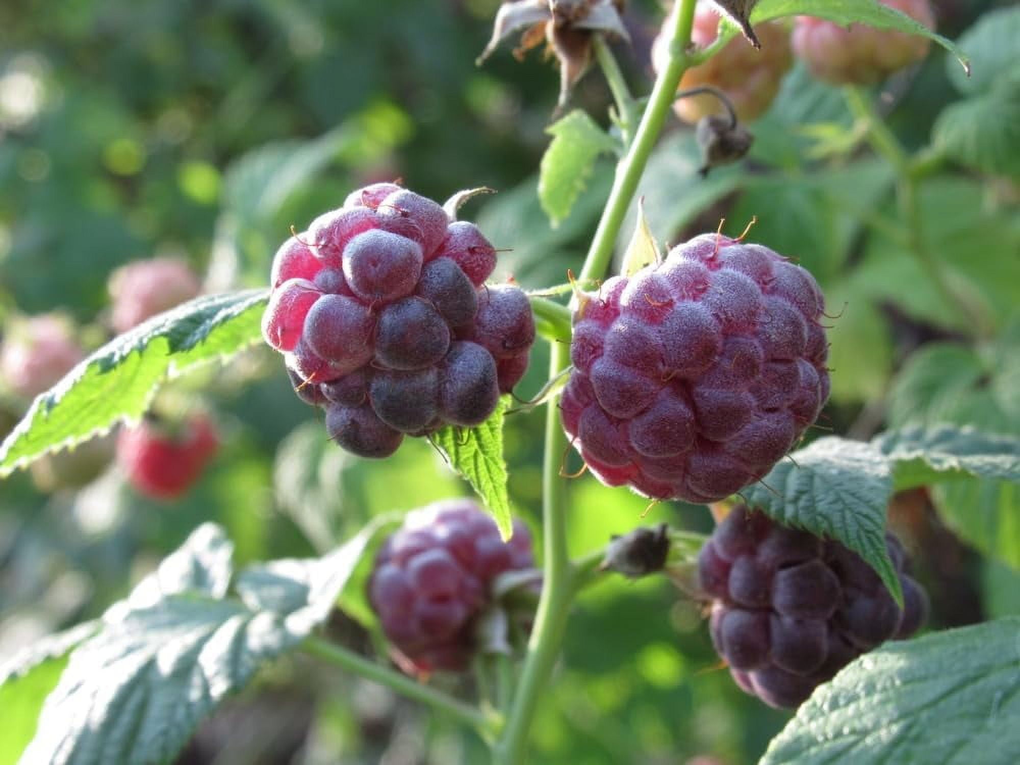 Royalty Purple Raspberry Plants to Grow - Easy to Grow Rooted Plants ...