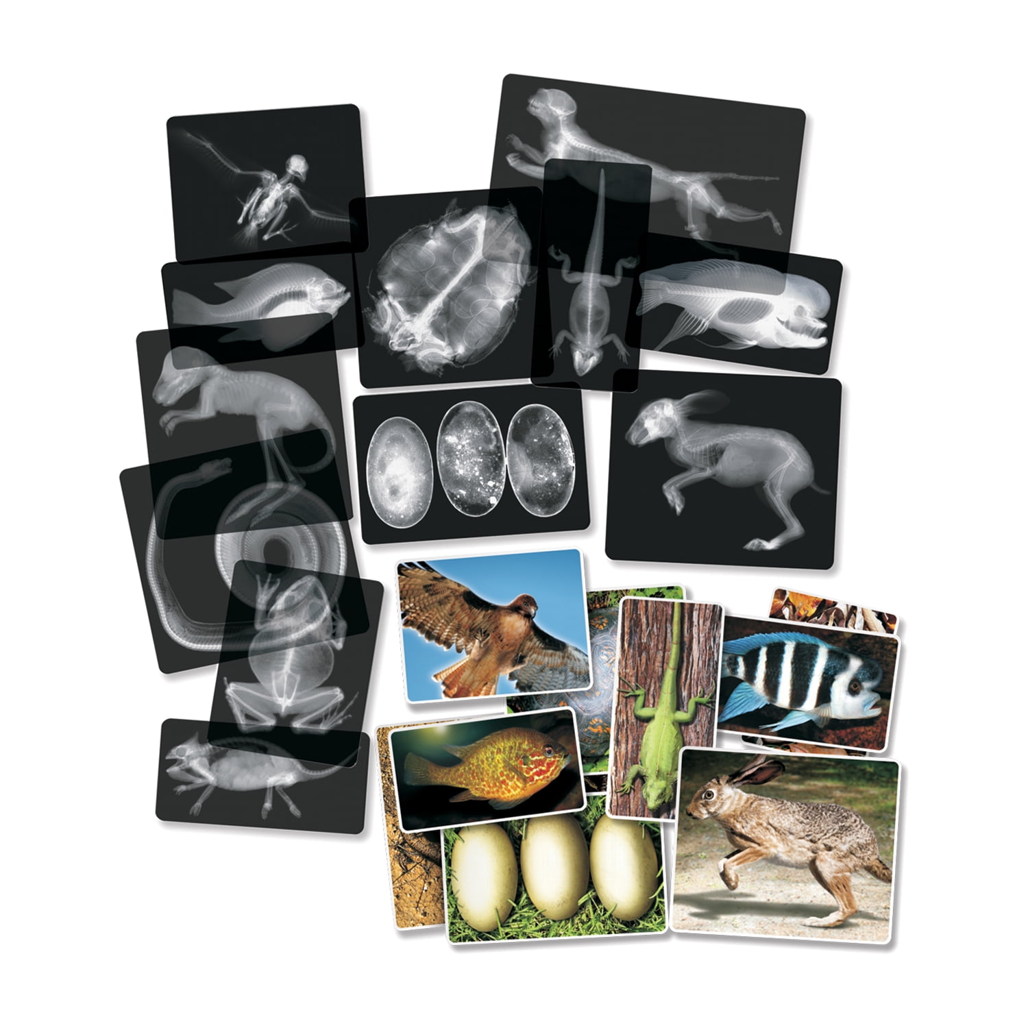 Roylco Animal X-Ray Set, Set of 14 - Walmart.com