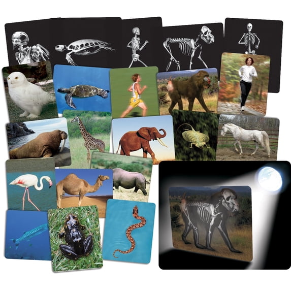 Roylco What's Inside Animals X-Ray Cards - 16 Educational Anatomy ...