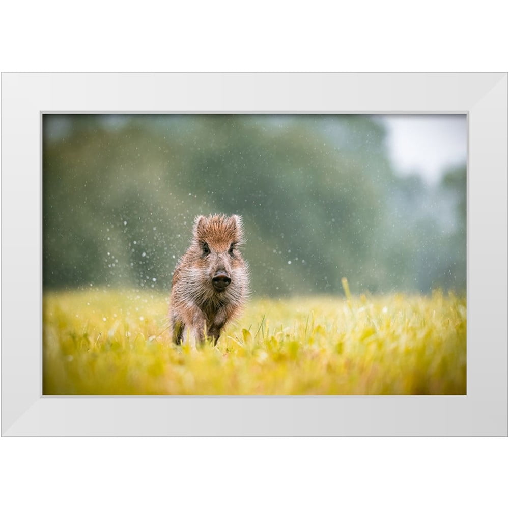 Rozehnal, Jan 18x13 White Modern Wood Framed Museum Art Print Titled ...