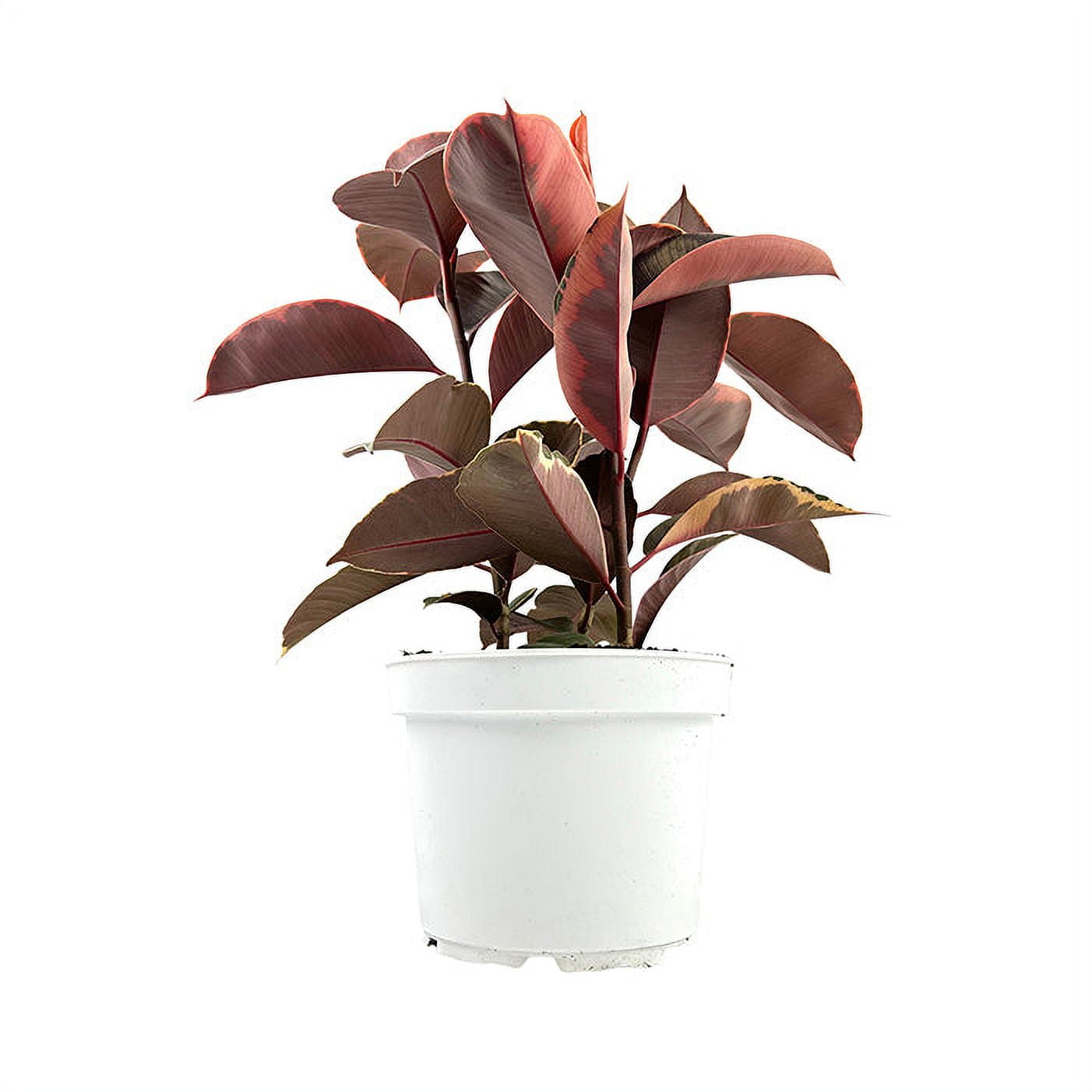 Ficus Elastica Tree