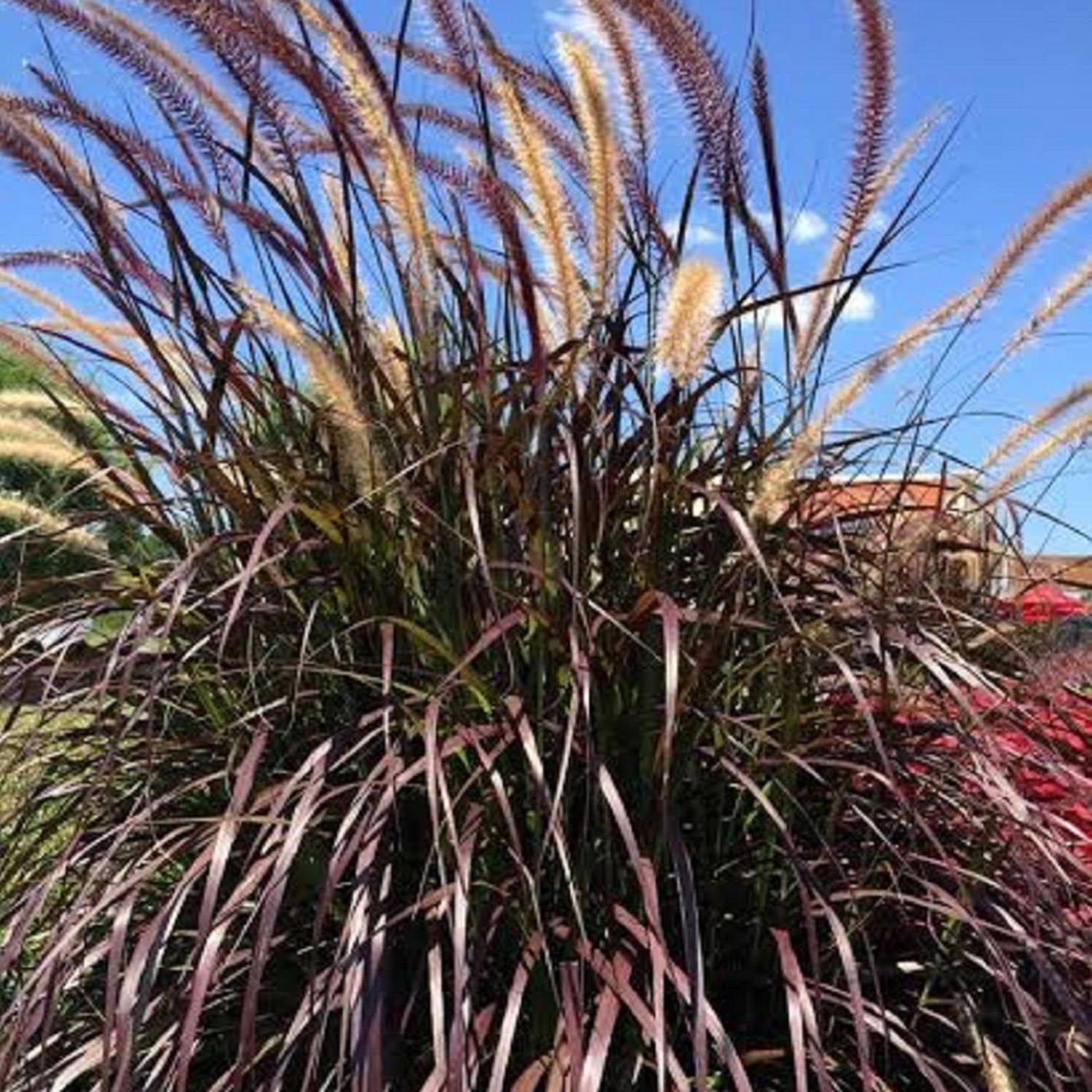 Expert Gardener Rubrum Purple Fountain Grass (2.5 Gallon) Ornamental ...