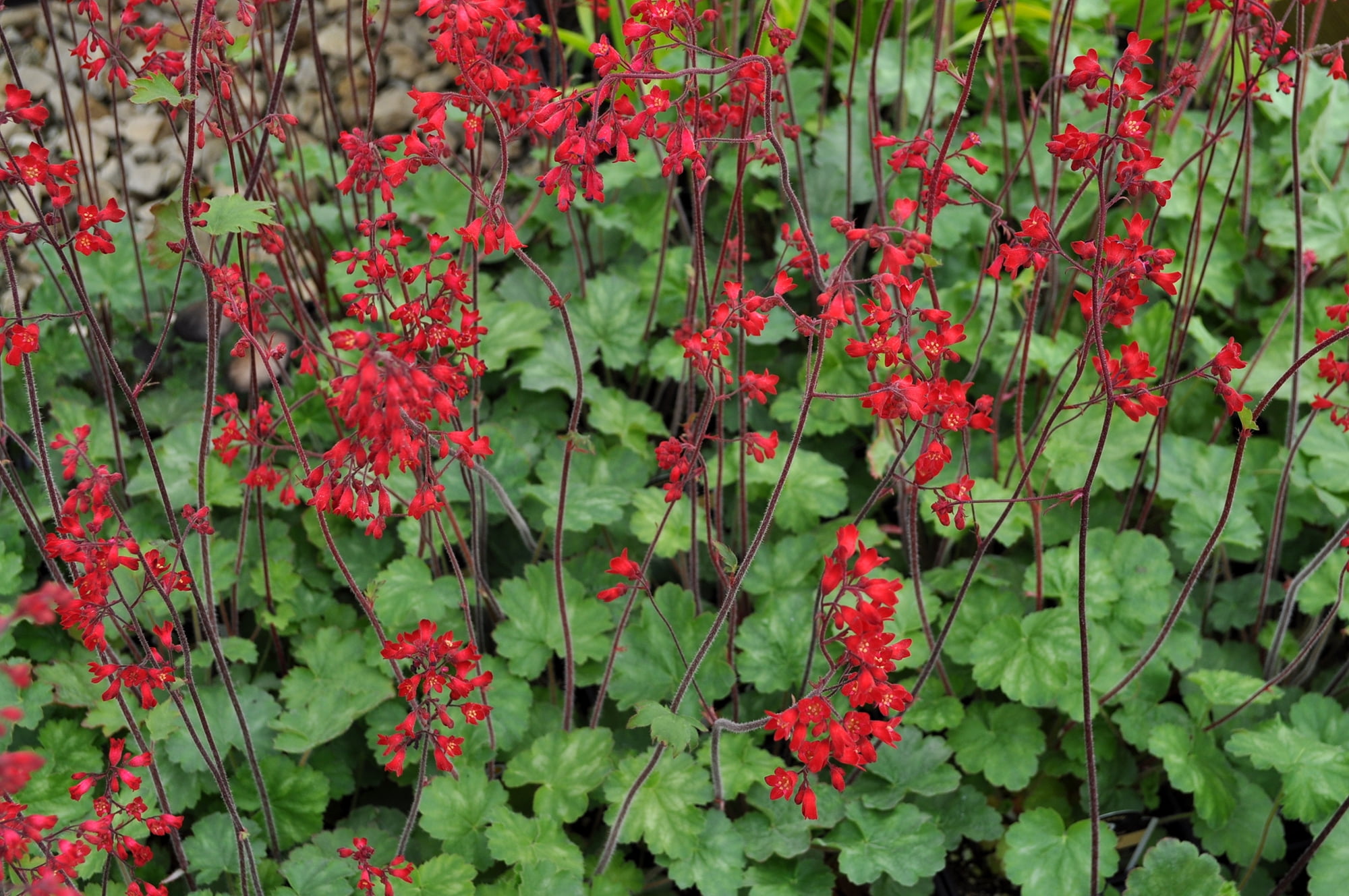 Ruby Bells Coral Bells Plants - Heuchera - Shade/Hardy - Quart Pot ...