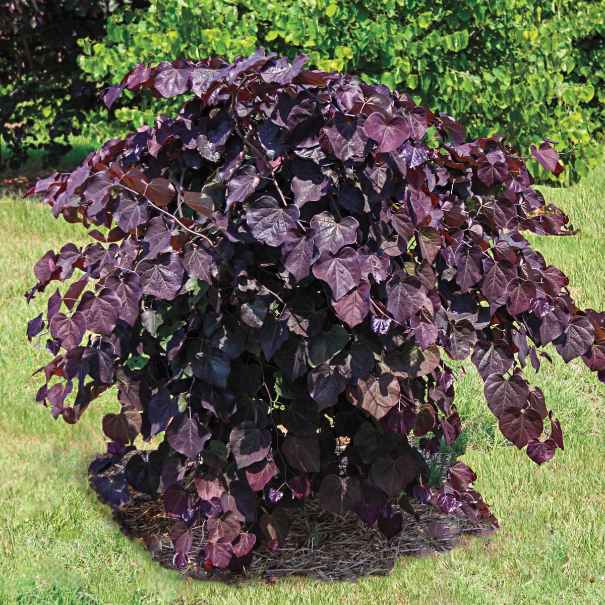 Ruby Falls Weeping Redbud (Cercis) Dormant Bare Root Starter Ornamental ...