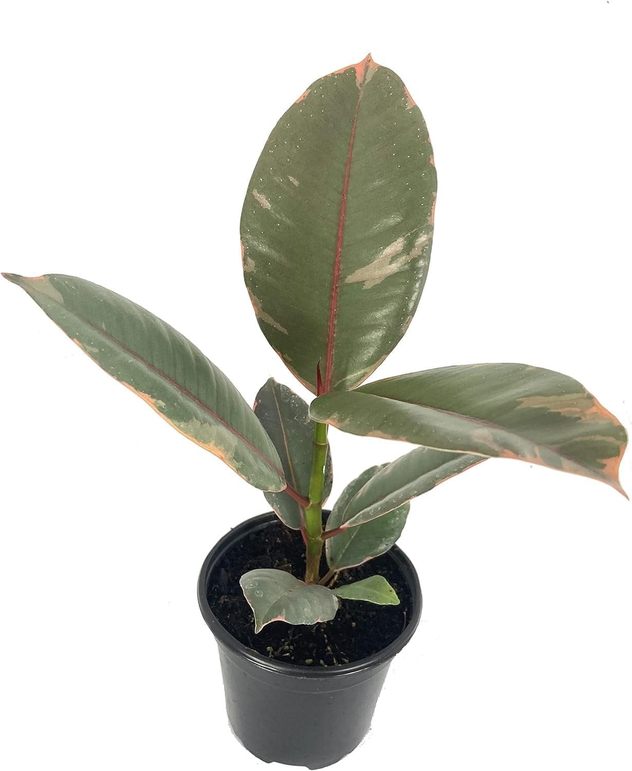 Ruby Ficus Rubber Plant - 4 Live Plants in 2 Inch Pots - Ficus Elastica ...