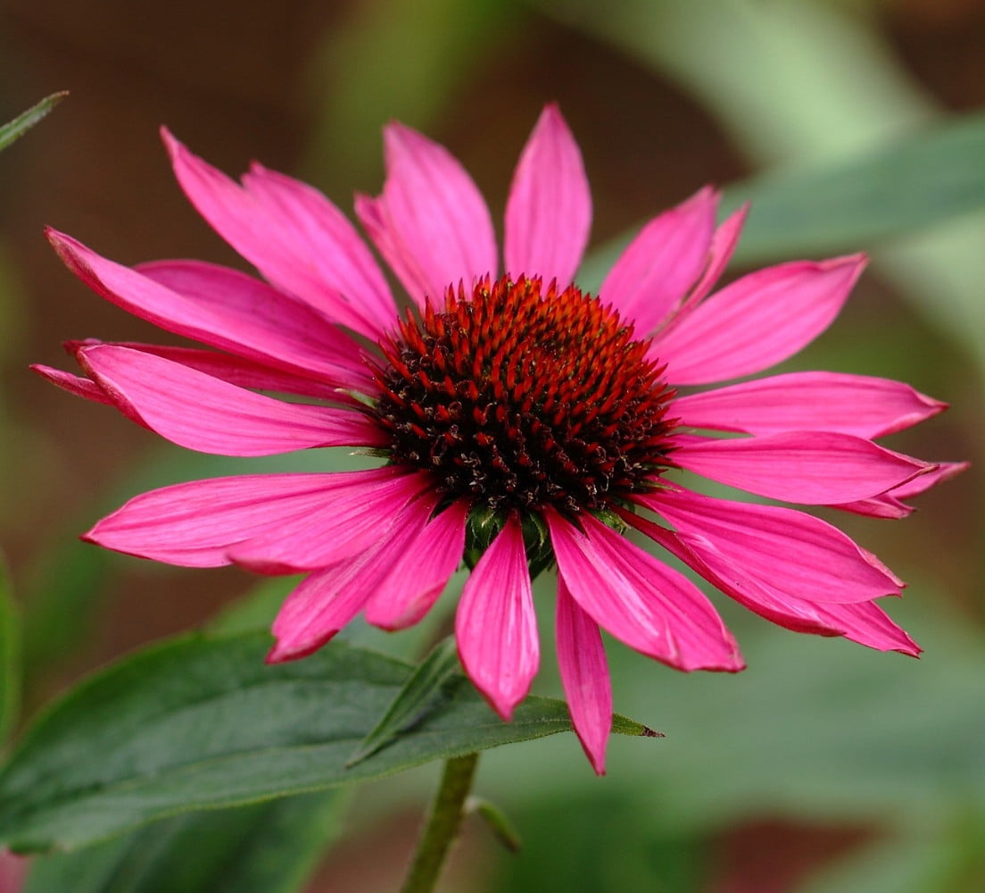 Ruby Giant Coneflower Perennial - Huge Flowers - Echinacea - Gallon Pot ...