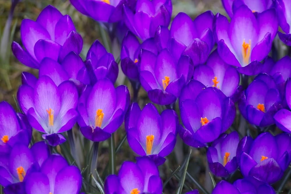 Ruby Giant Crocus Bulbs for Planting - Perennial Garden Flowers (20 ...