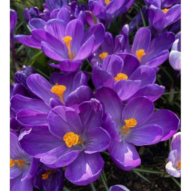 Ruby Giant Crocus Bulbs for Planting - Perennial Garden Flowers (20 ...