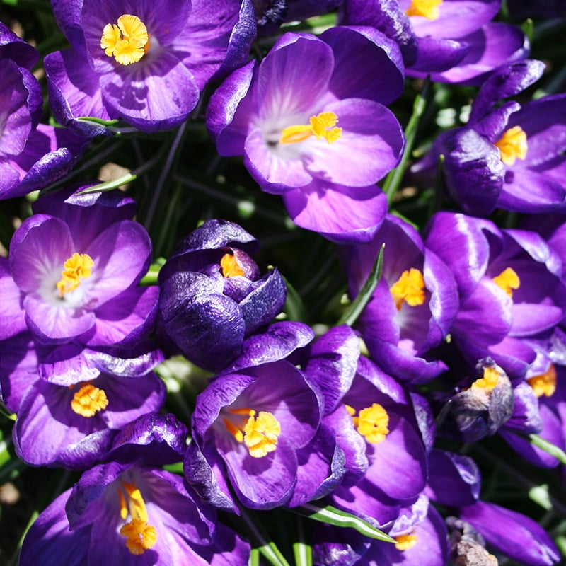 Ruby Giant Specie Crocus Flower Bulbs - 25 Bulbs per Pack - Attracts ...