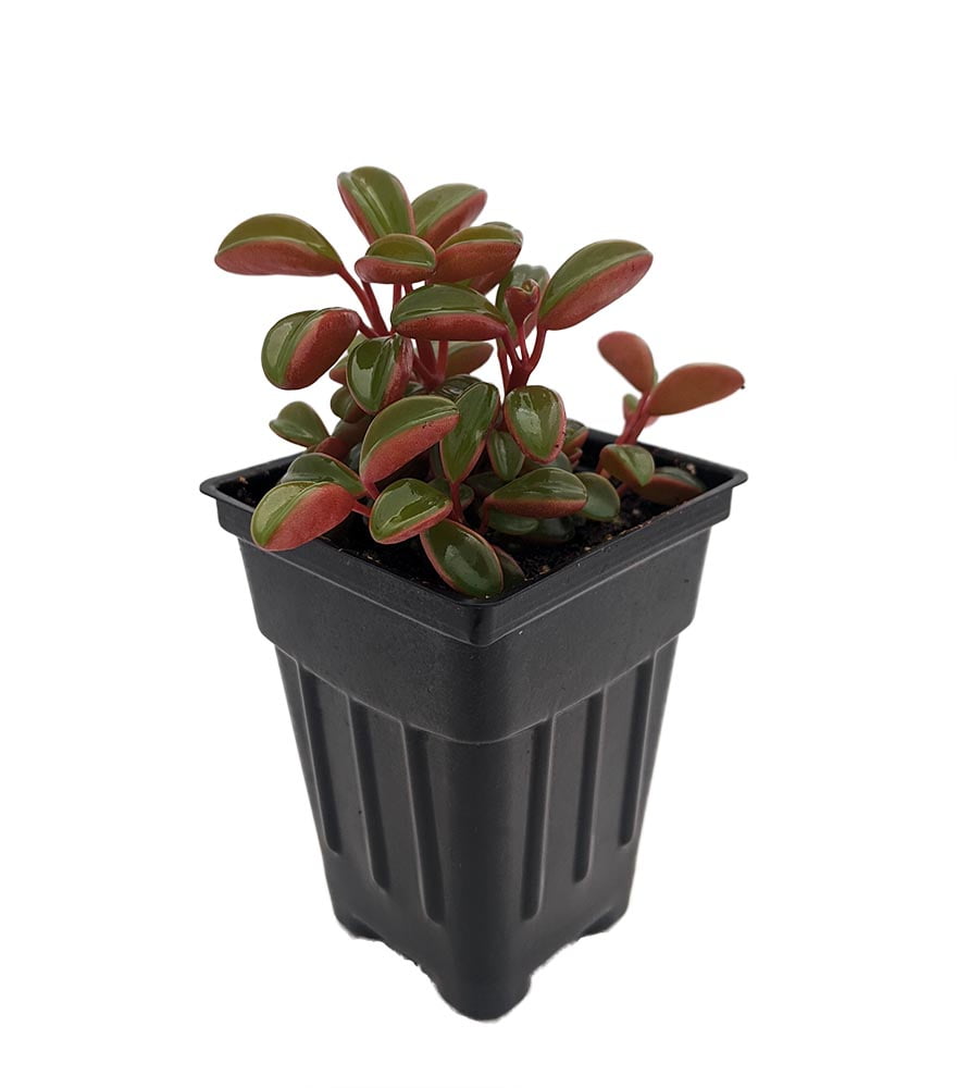 Ruby Glow Peperomia Plant - Peperomia graveolens - 2.5" Pot - Walmart.com